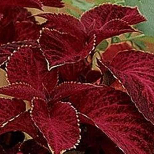 колеус гибридный Coleus x hybrida
